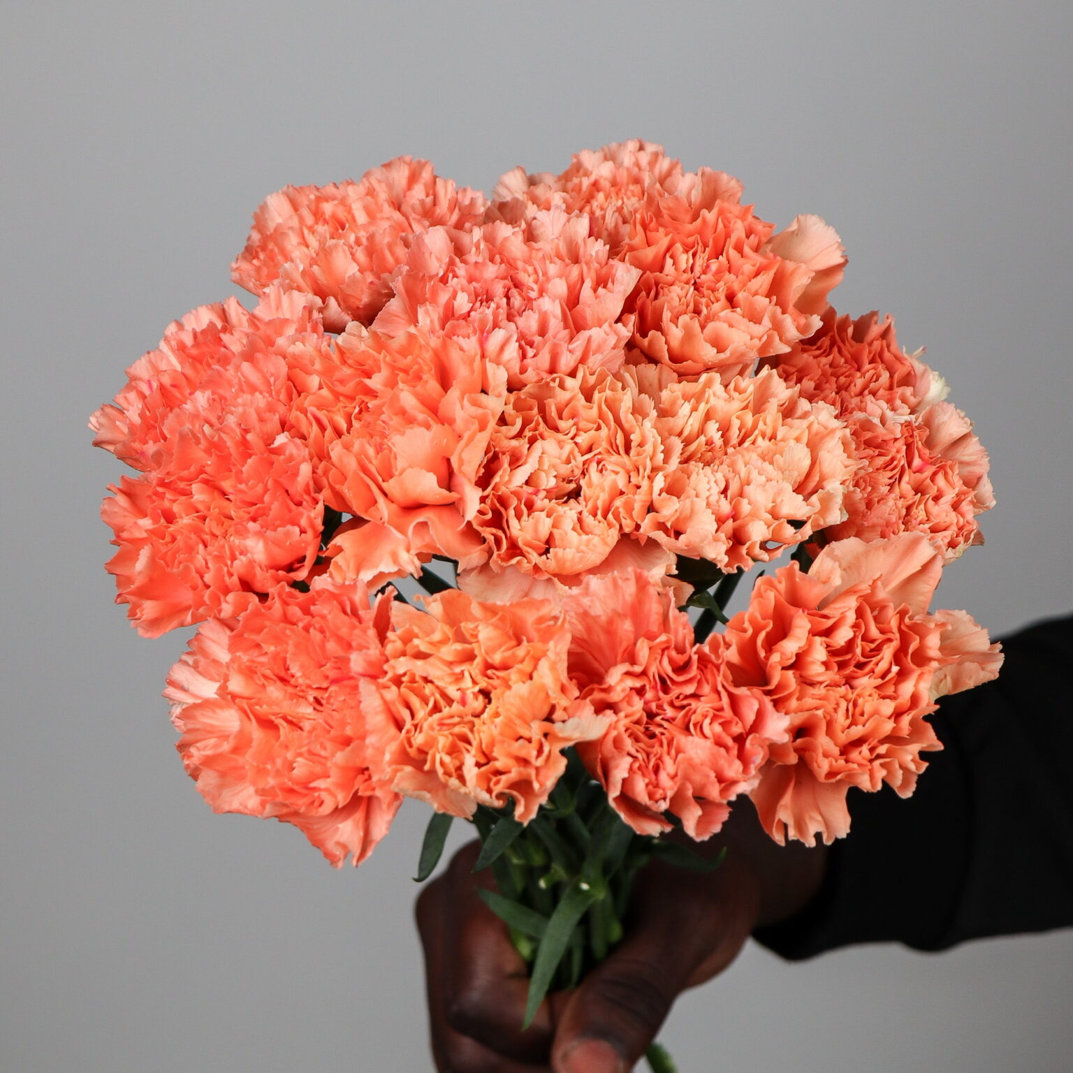 Carnation Hermes Orange - Mayflower Studio