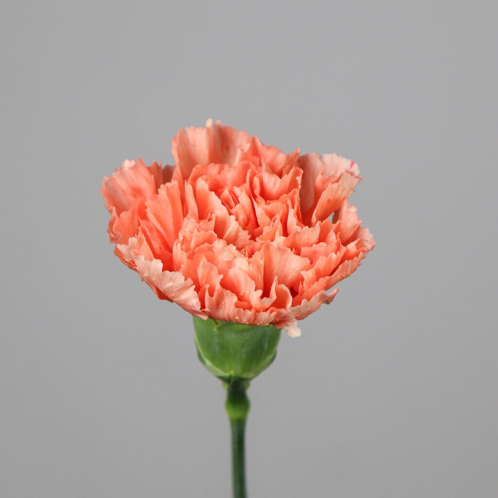 Carnation Hermes Orange - Mayflower Studio