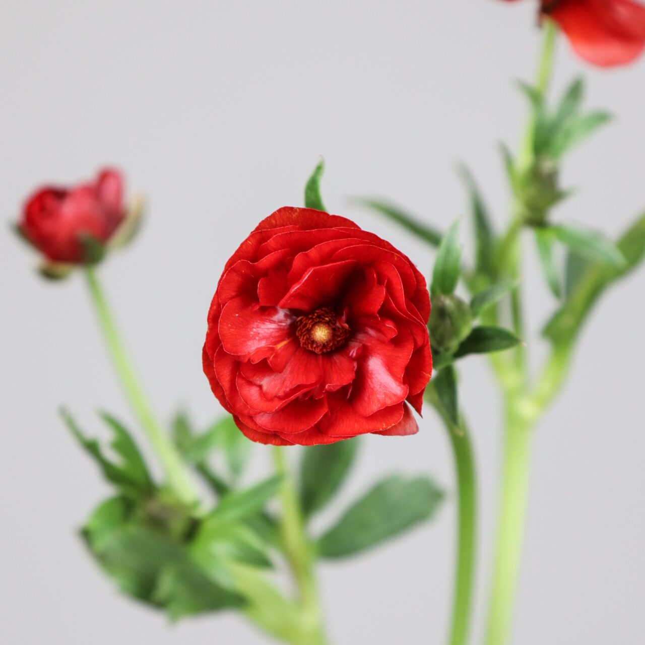 Ranunculus Butterfly Hades (Red) - Mayflower Studio