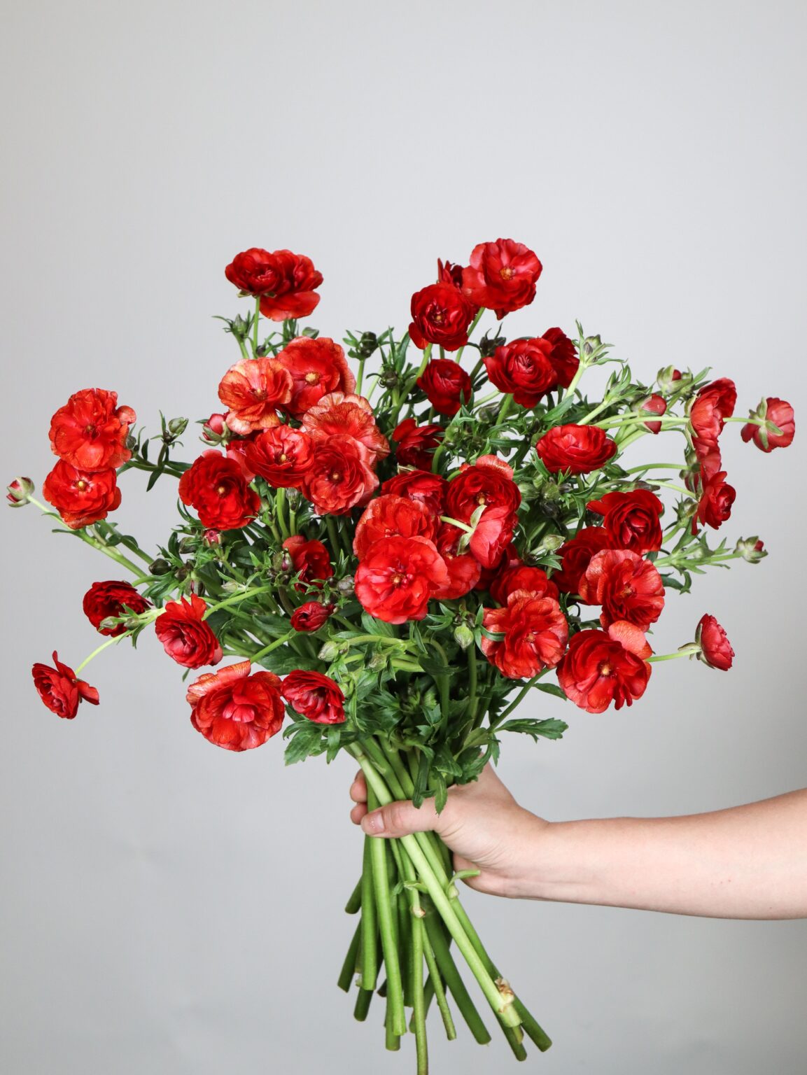 Ranunculus Butterfly Hades (Red) - Mayflower Studio