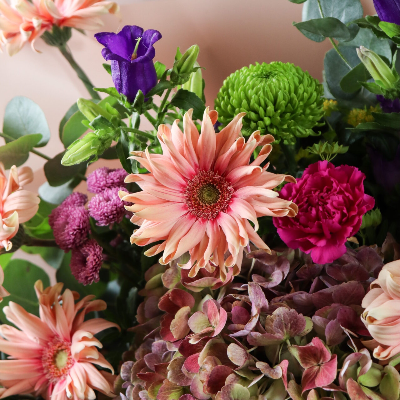 Gentiana Pink Sky - Mayflower Studio