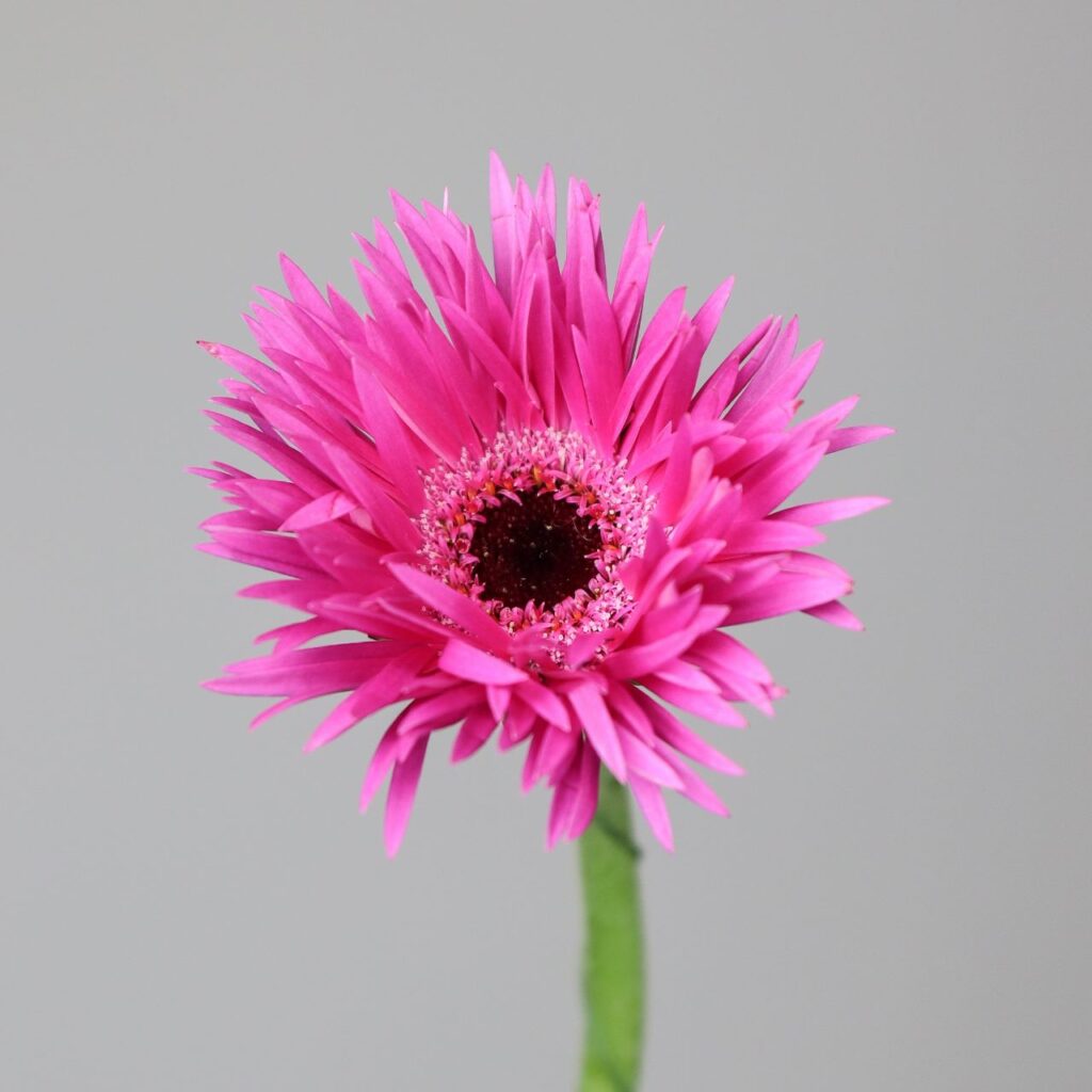 Gerbera Spider Rising Star - Mayflower Studio