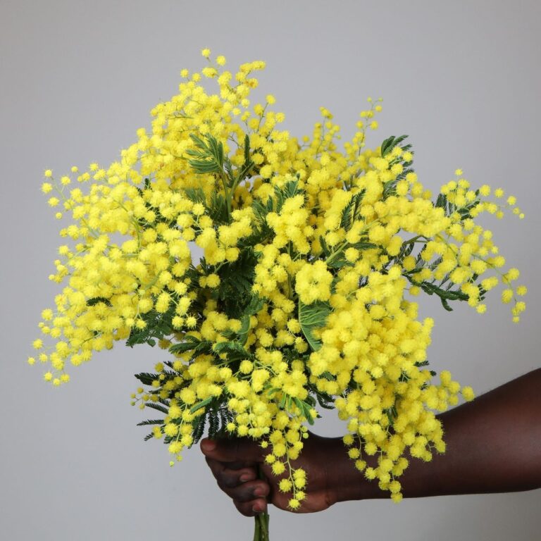 Mimosa Yellow - Mayflower Studio