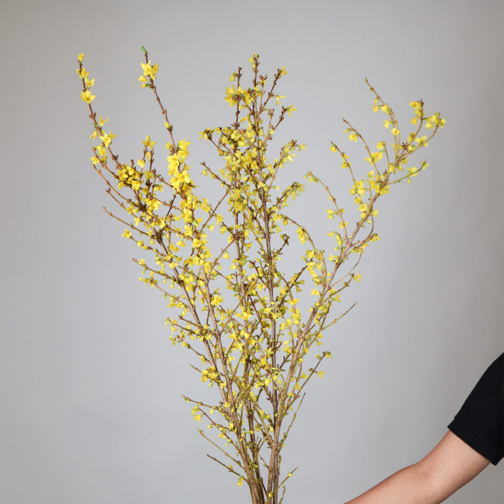 Forsythia Yellow - Mayflower Studio