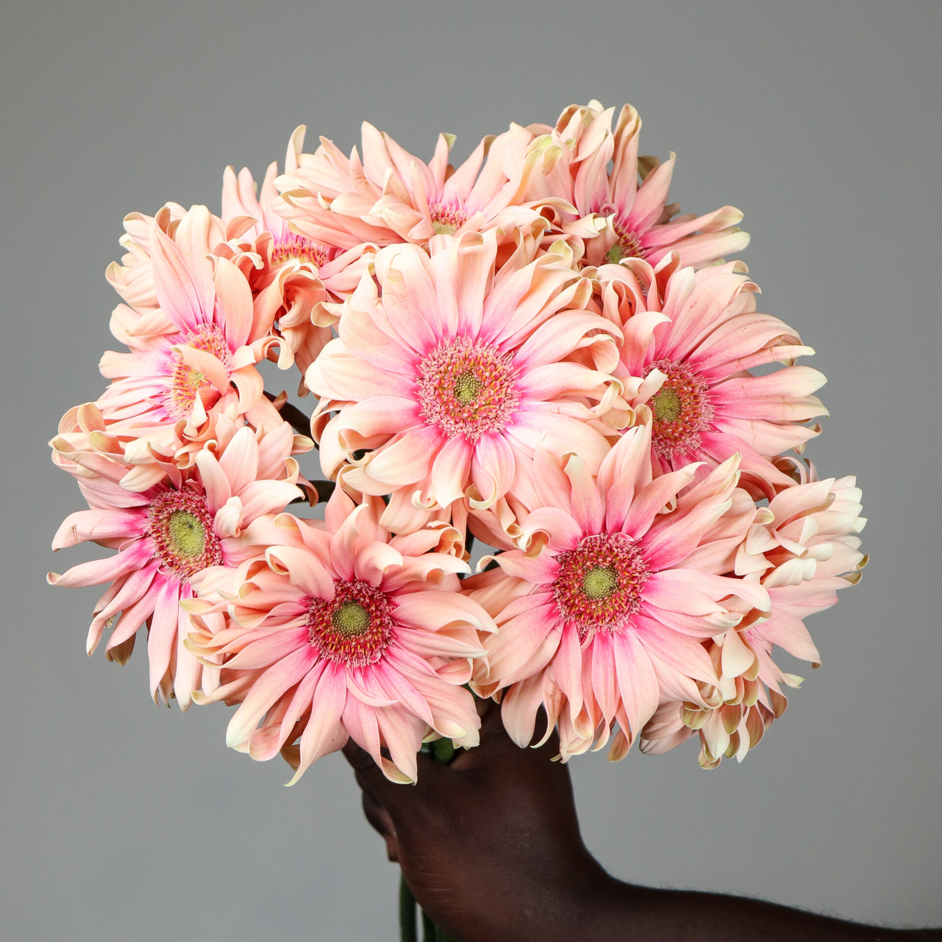 Gerbera Pasta Rosata - Mayflower Studio