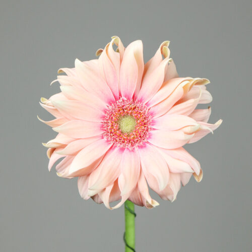 Gerbera Pasta Rosata - Mayflower Studio