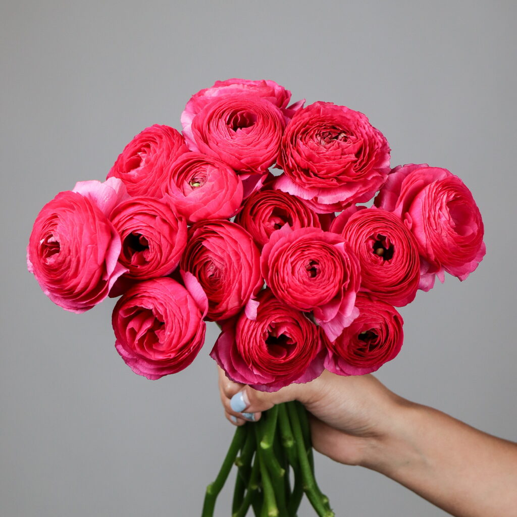 Ranunculus Cloni Hot Pink - Mayflower Studio
