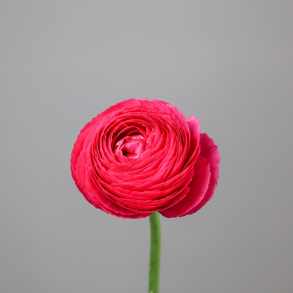 Ranunculus Cloni Hot Pink - Mayflower Studio