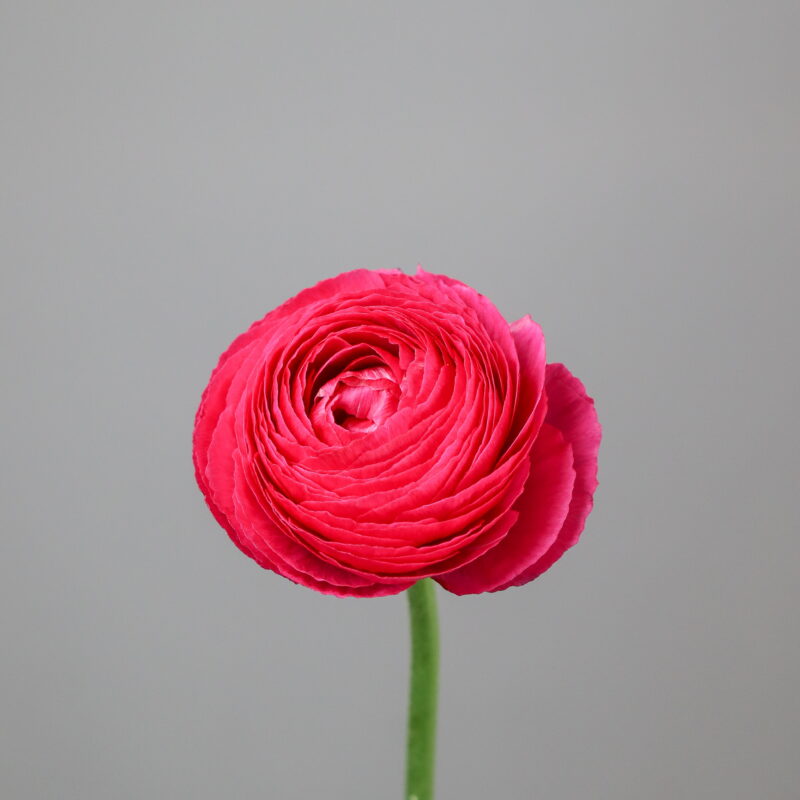 Ranunculus Cloni Hot Pink - Mayflower Studio