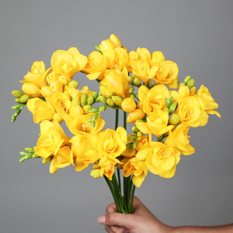 Freesia Yellow - Mayflower Studio
