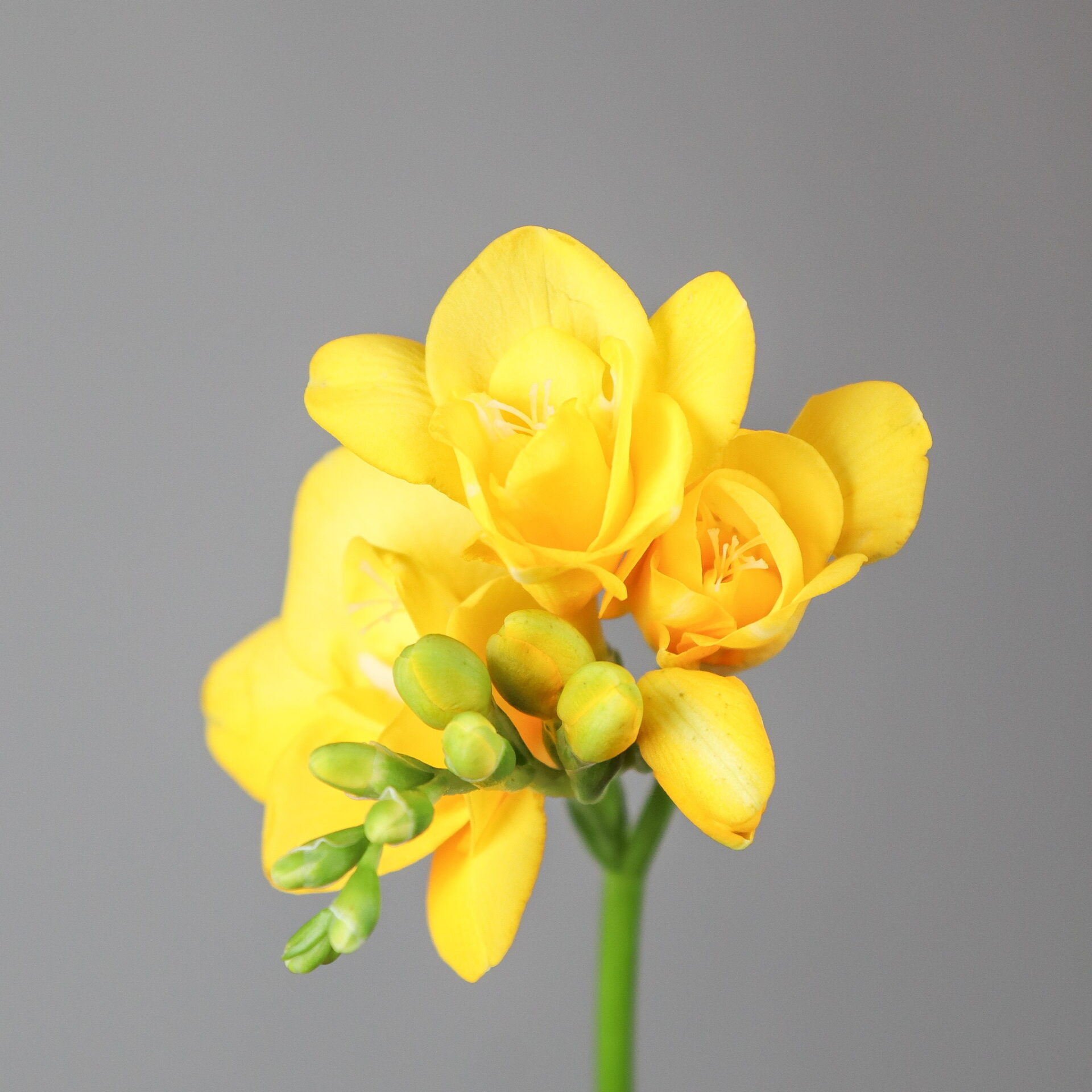 Freesia Yellow - Mayflower Studio