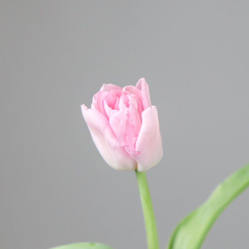 Tulip Pink - Mayflower Studio