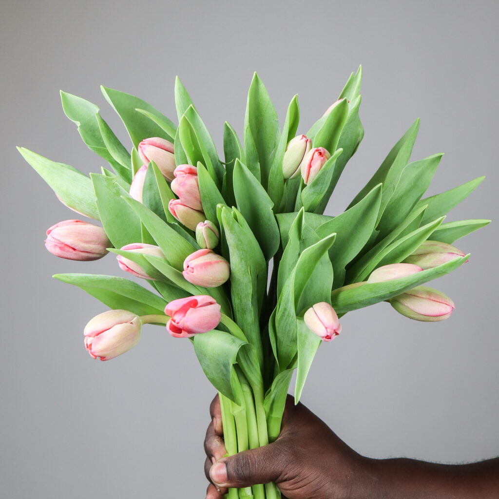 Tulip Carola (pink) - Mayflower Studio
