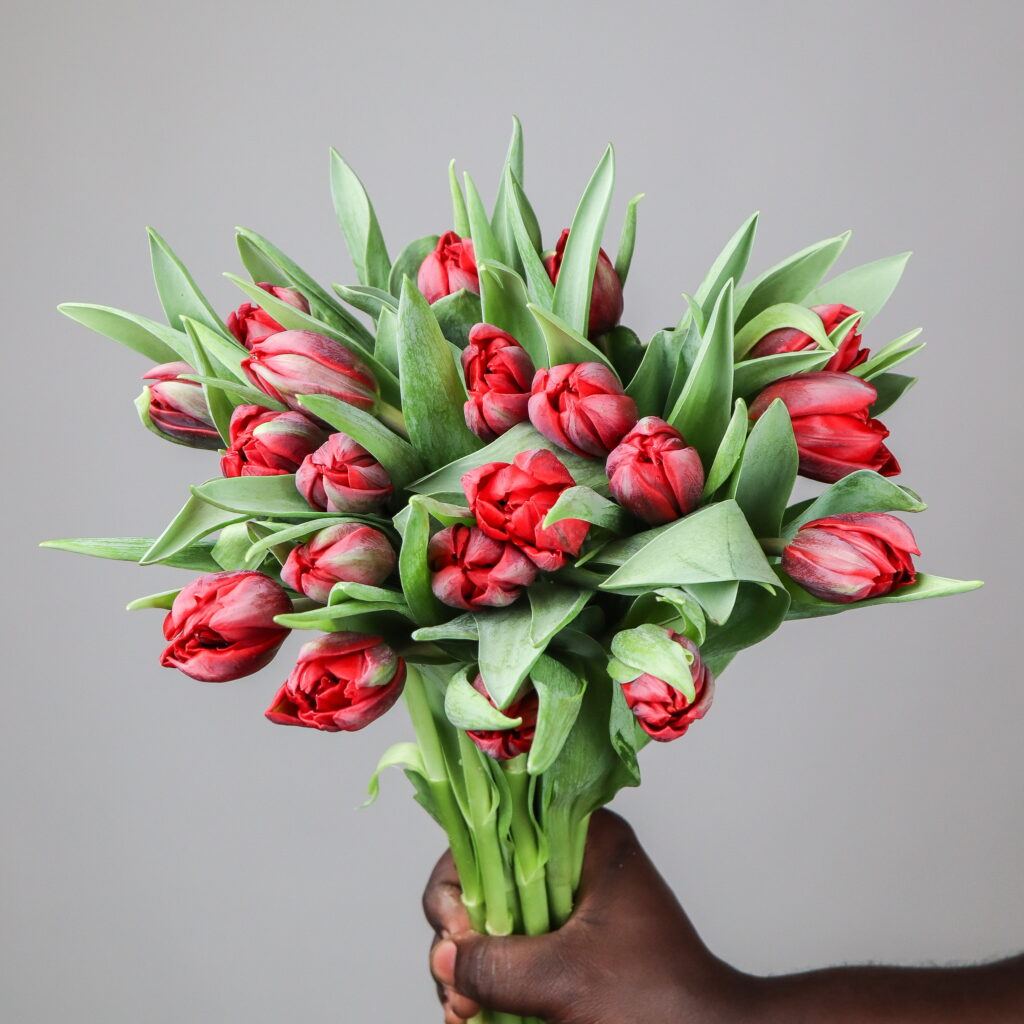 Tulip Double Red Princess - Mayflower Studio