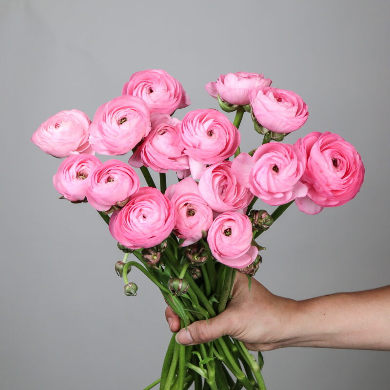 Ranunculus Cloni Rosado - Mayflower Studio