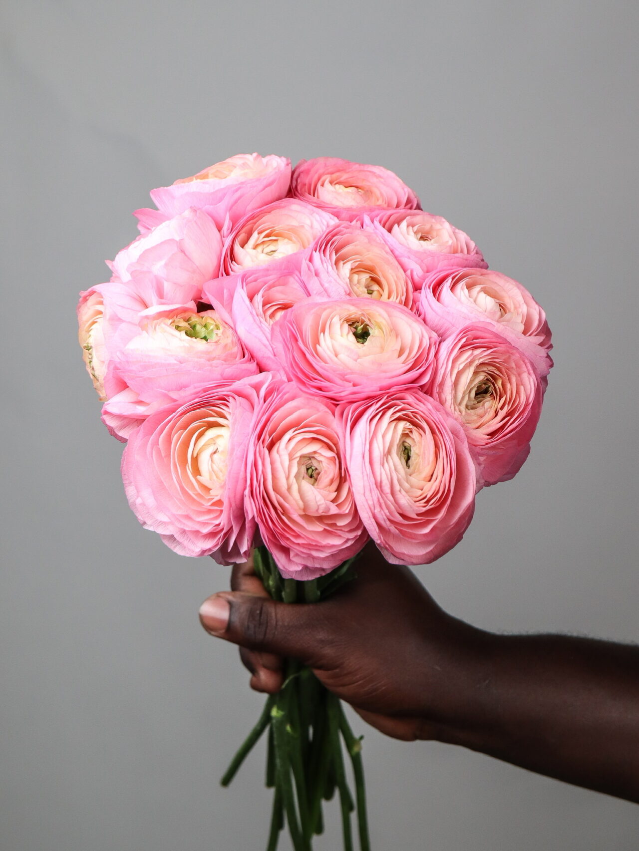 Ranunculus Cloni Pink - Mayflower Studio