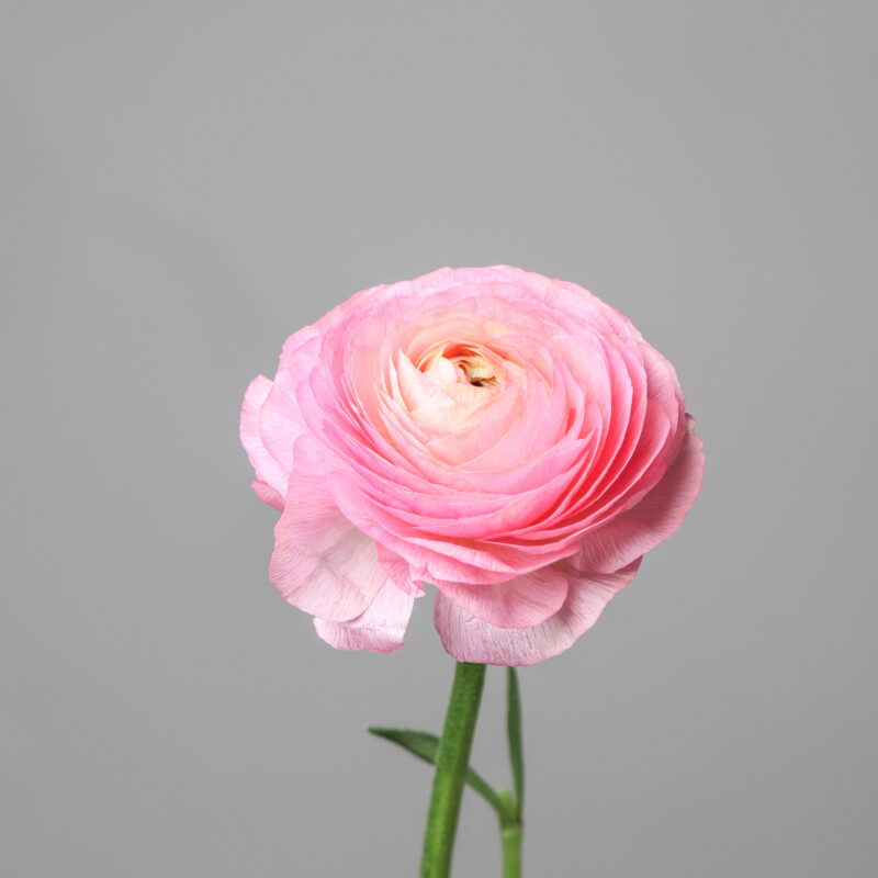 Ranunculus Cloni Pink - Mayflower Studio