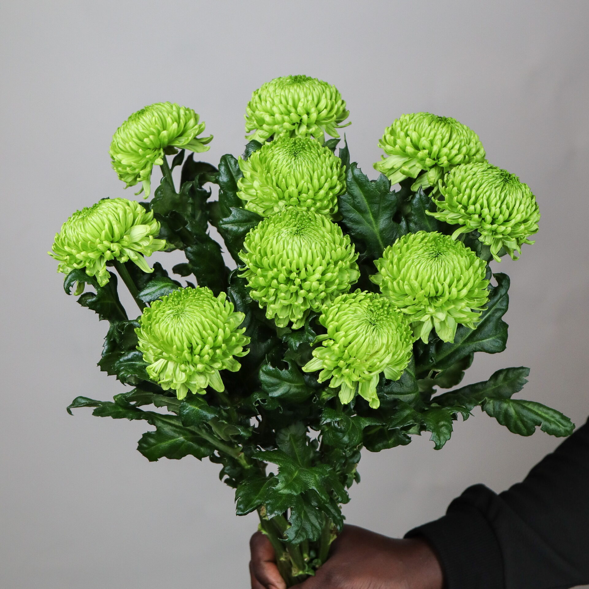 Chrysanthemum Green - Mayflower Studio