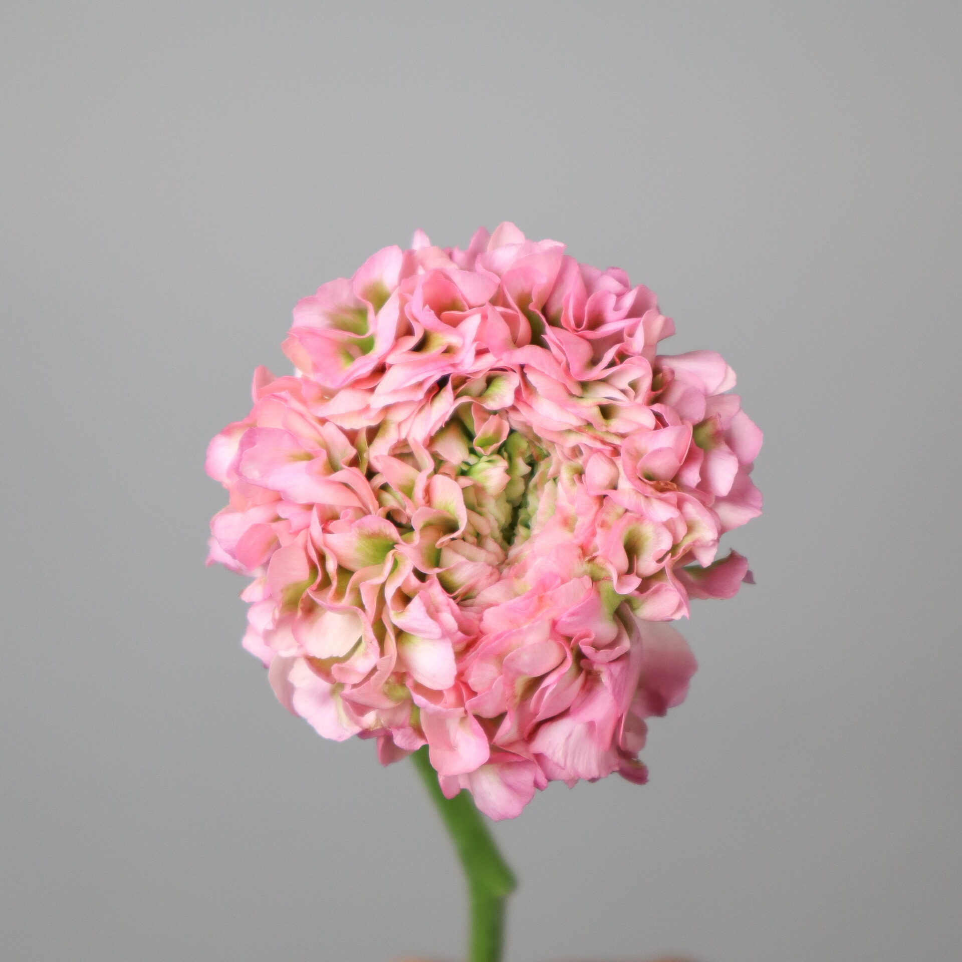 Ranunculus Ponpon Hermione (Pink) - Mayflower Studio
