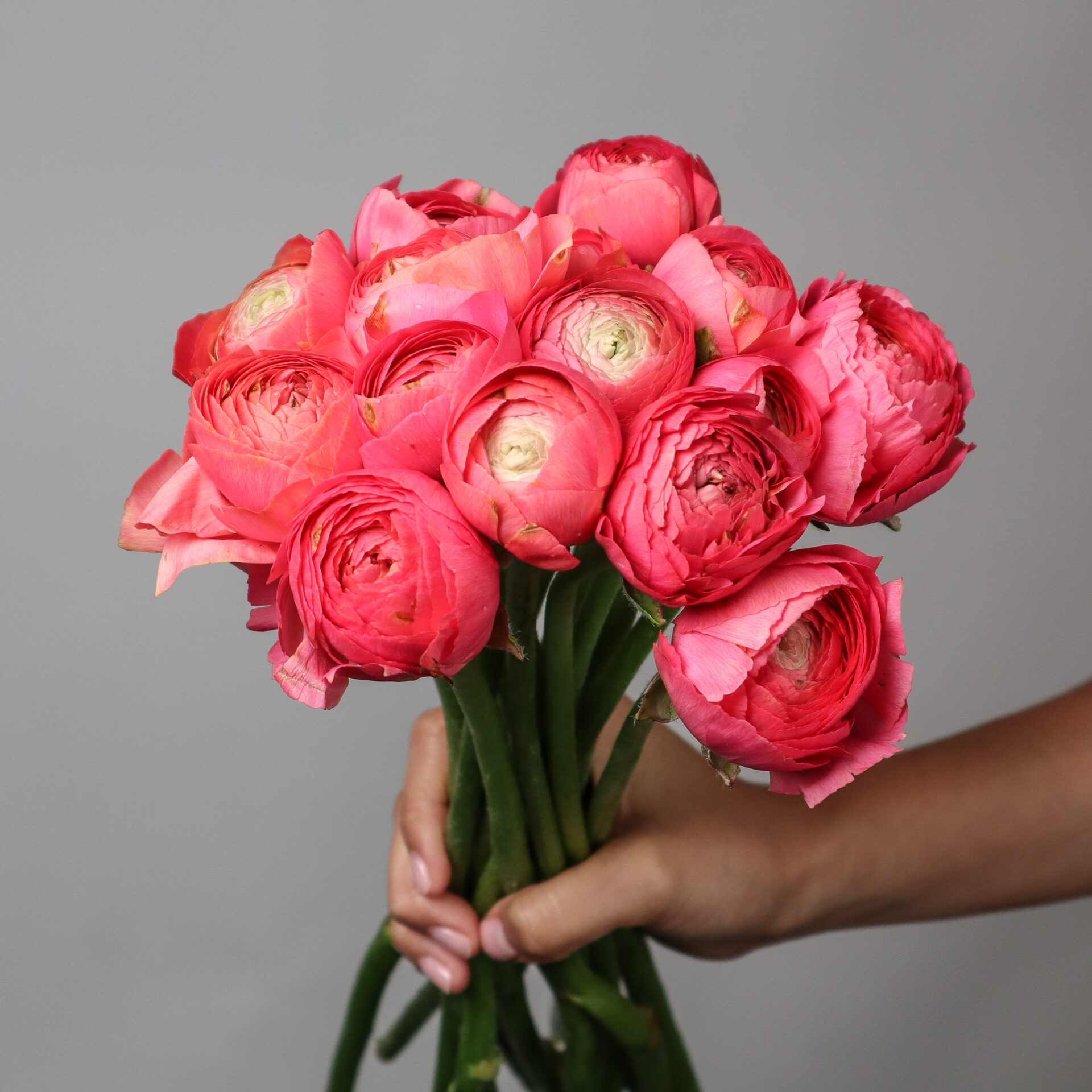 Ranunculus Cloni Fragolino (Red) - Mayflower Studio