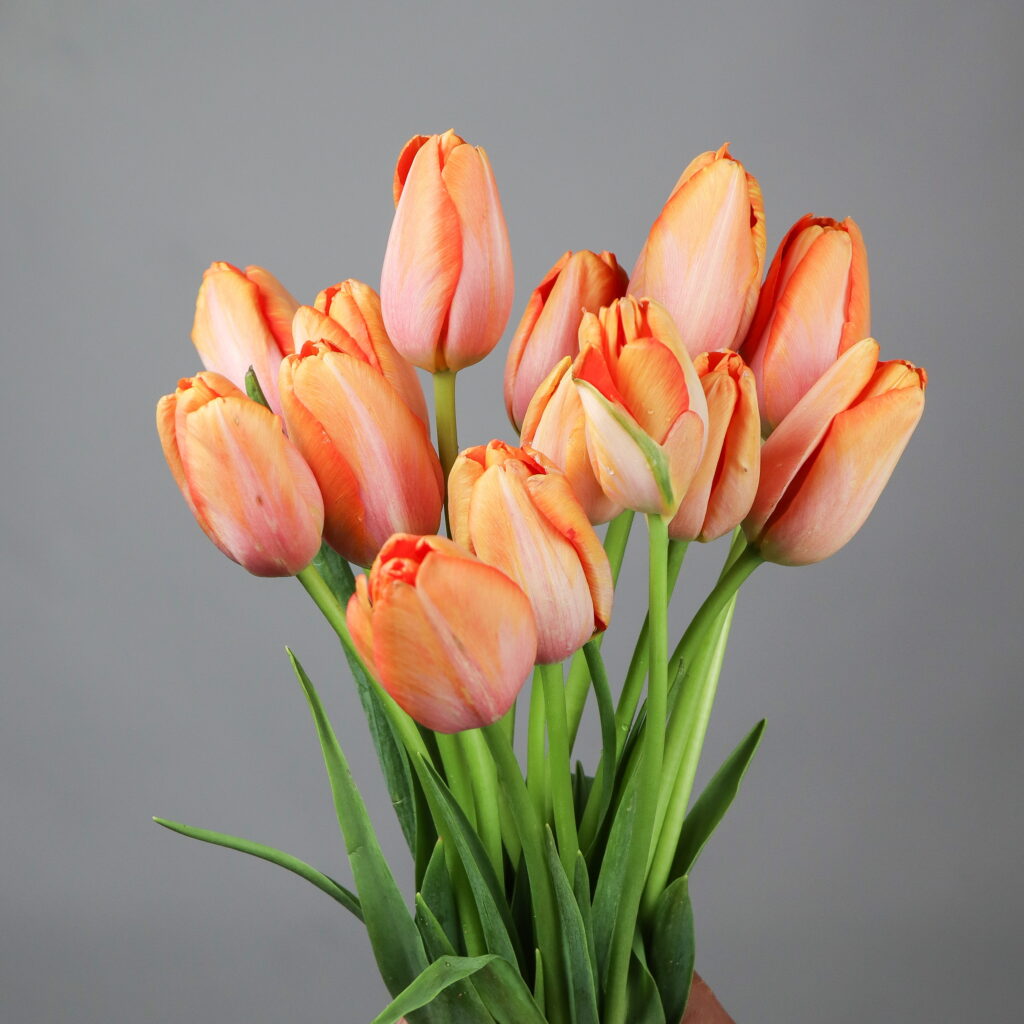 Tulip French Avignon - Mayflower Studio