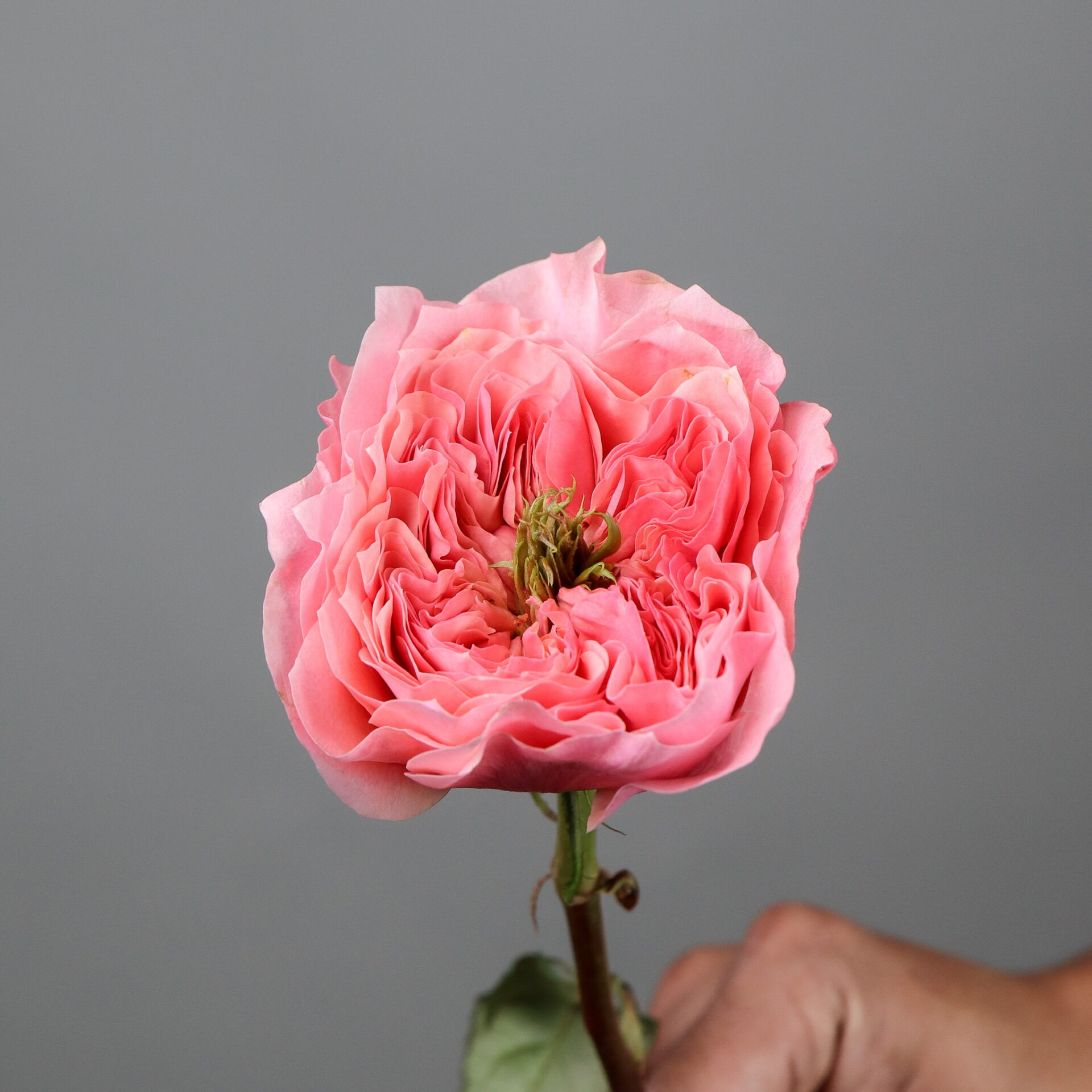 Rose Mikoto - Mayflower Studio