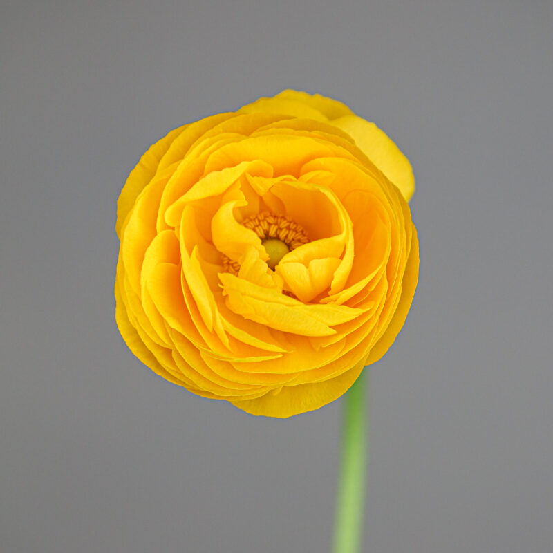 Ranunculus Aazur Yellow - Mayflower Studio