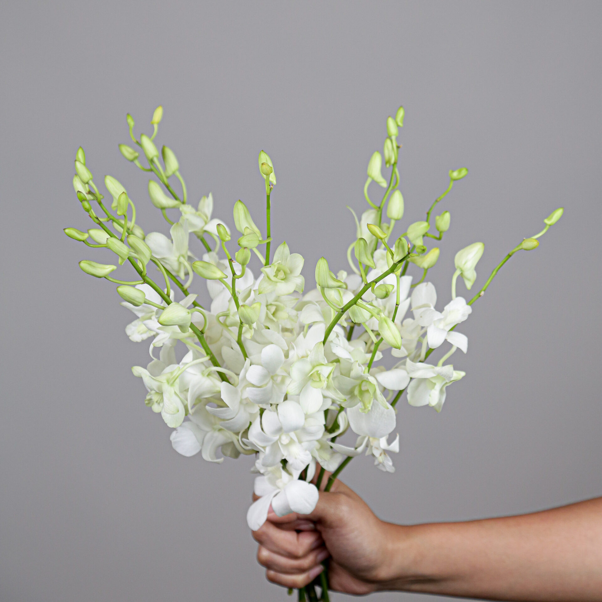Mokara White - Mayflower Studio