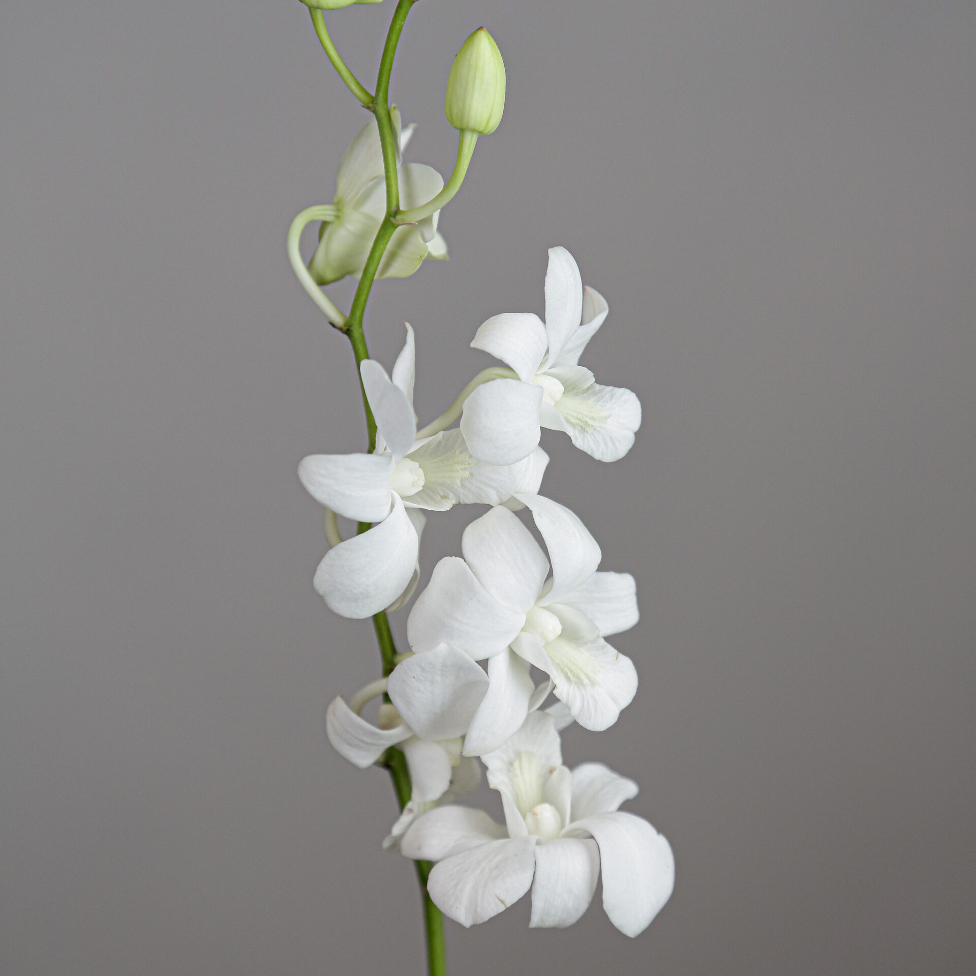 Mokara White - Mayflower Studio