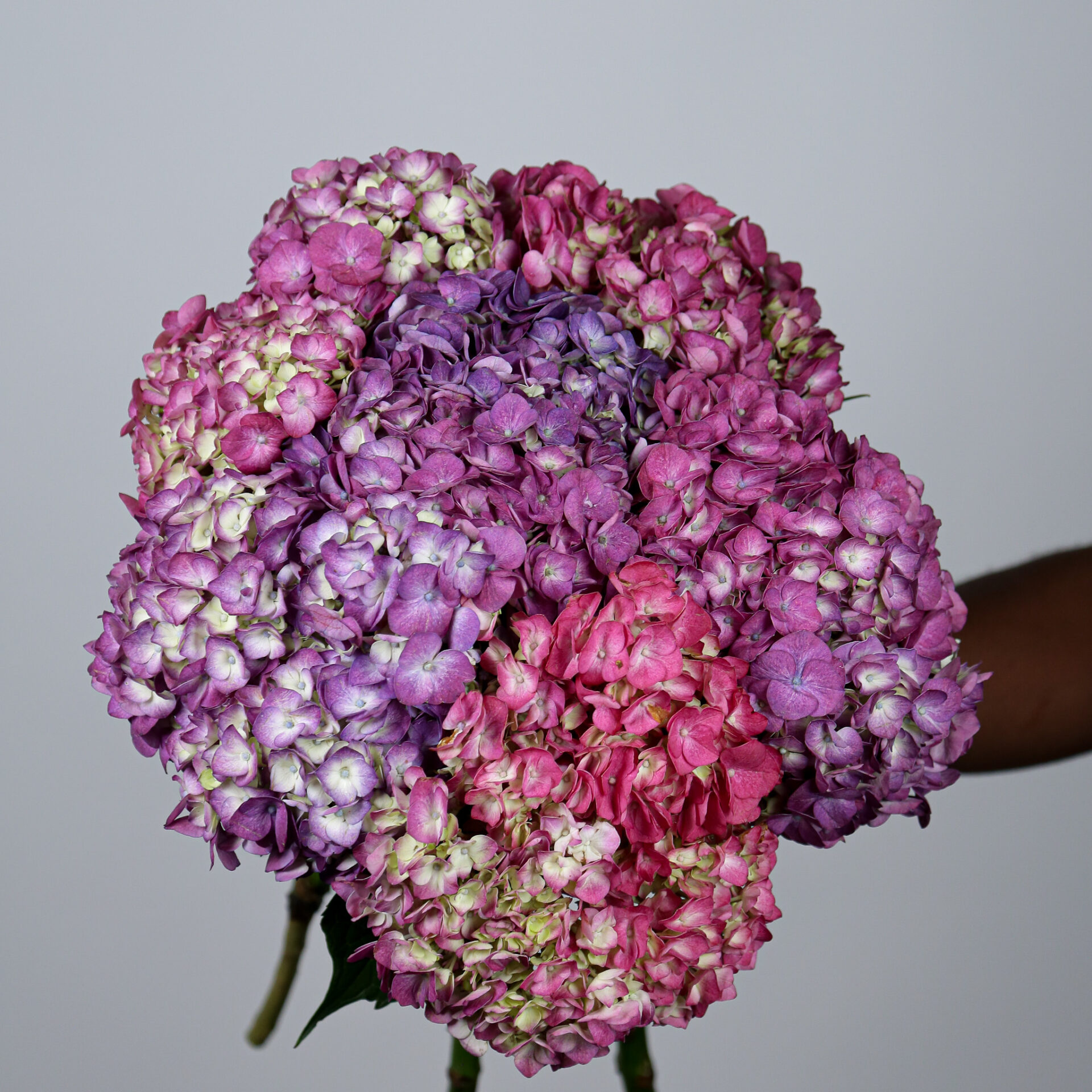 Hydrangea Raspberry - Mayflower Studio