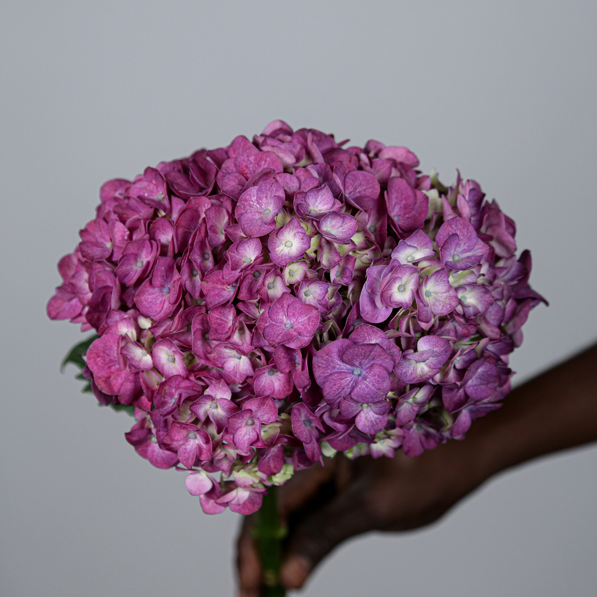Hydrangea Raspberry - Mayflower Studio
