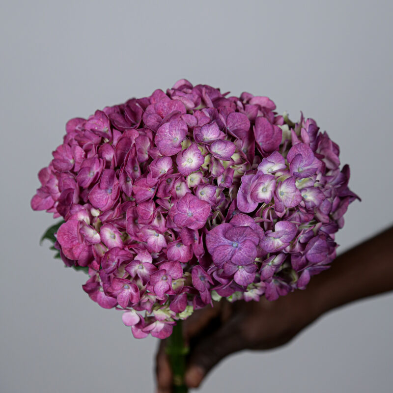Hydrangea Raspberry - Mayflower Studio
