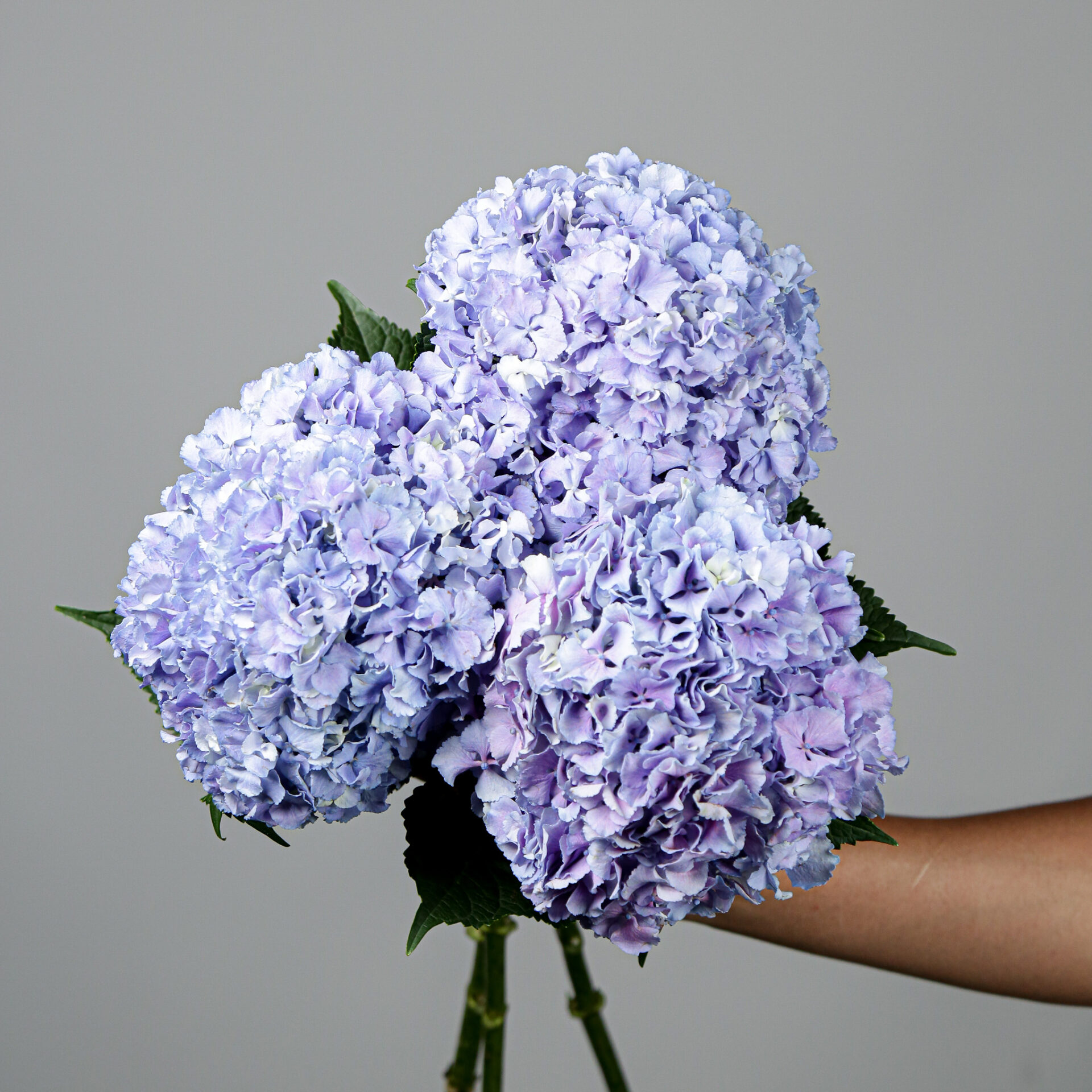 Hydrangea Royal Pride - Mayflower Studio