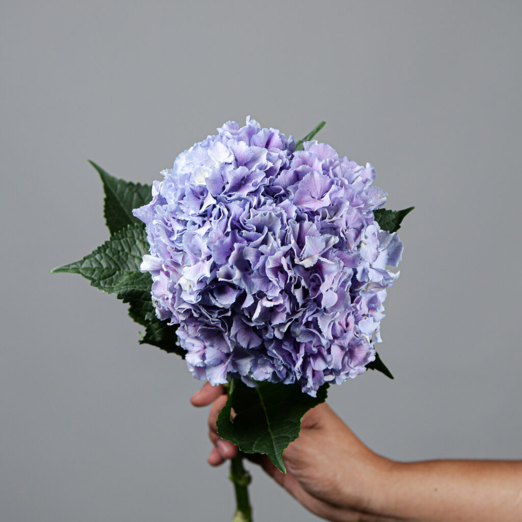 Hydrangea Royal Pride - Mayflower Studio