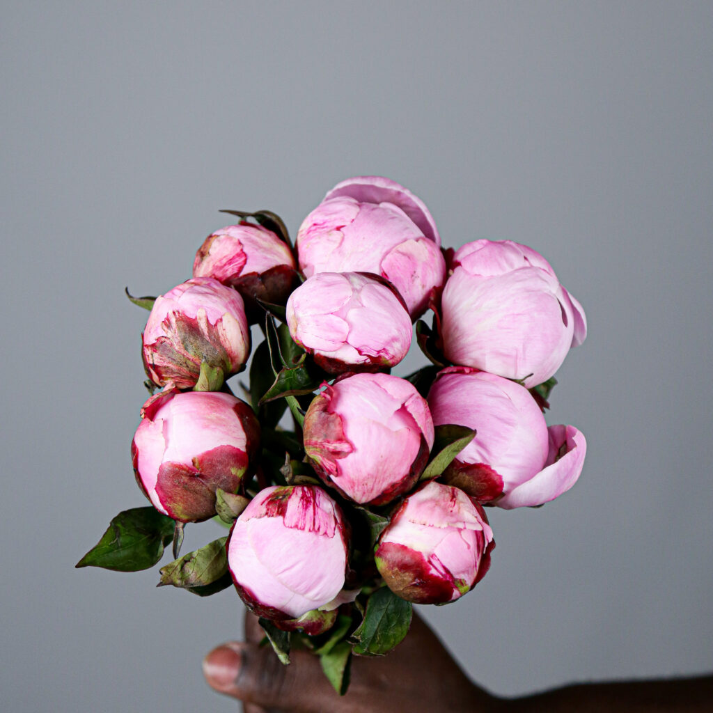 Peonies Nick Shaylor - Mayflower Studio