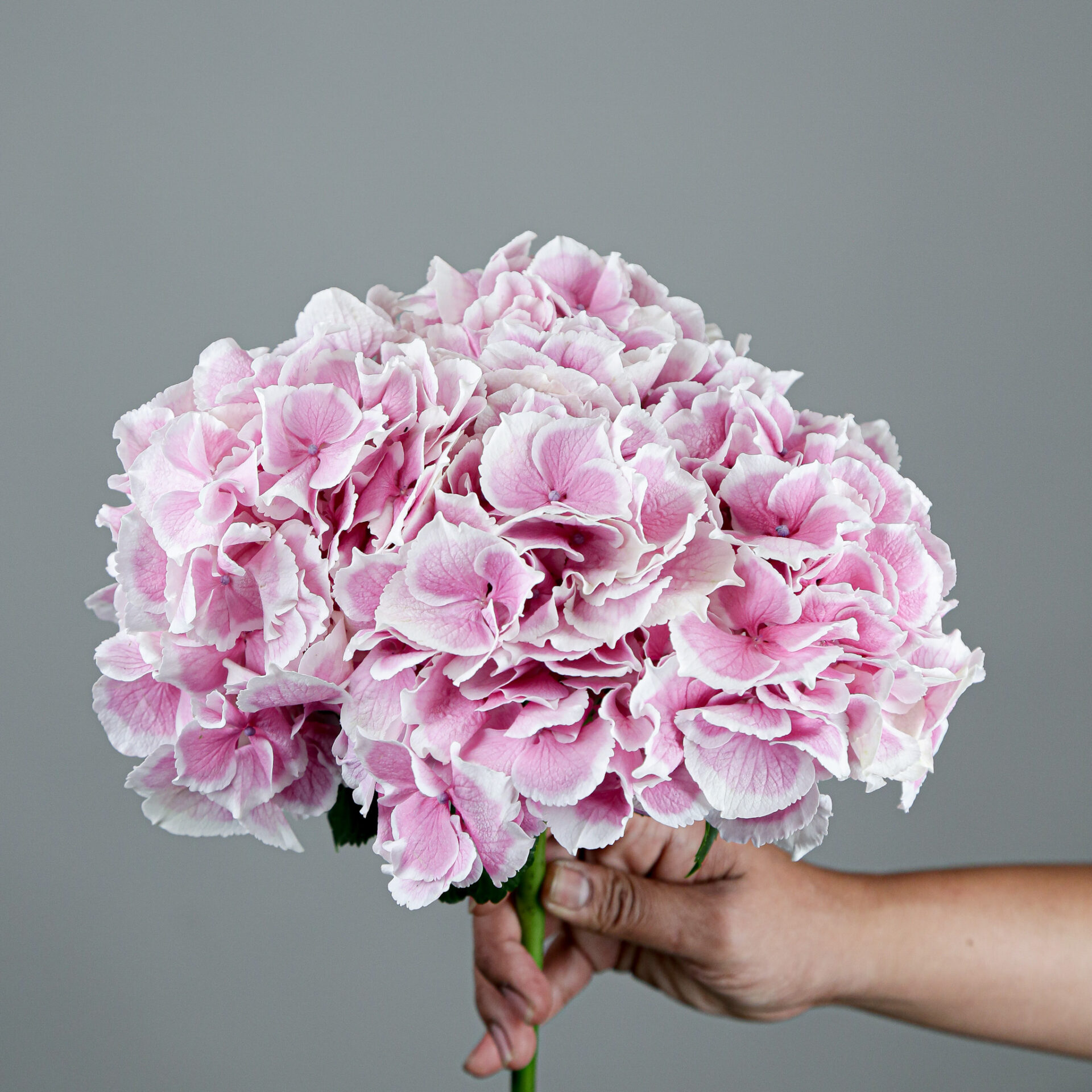 Hydrangea Magical Trendy - Mayflower Studio
