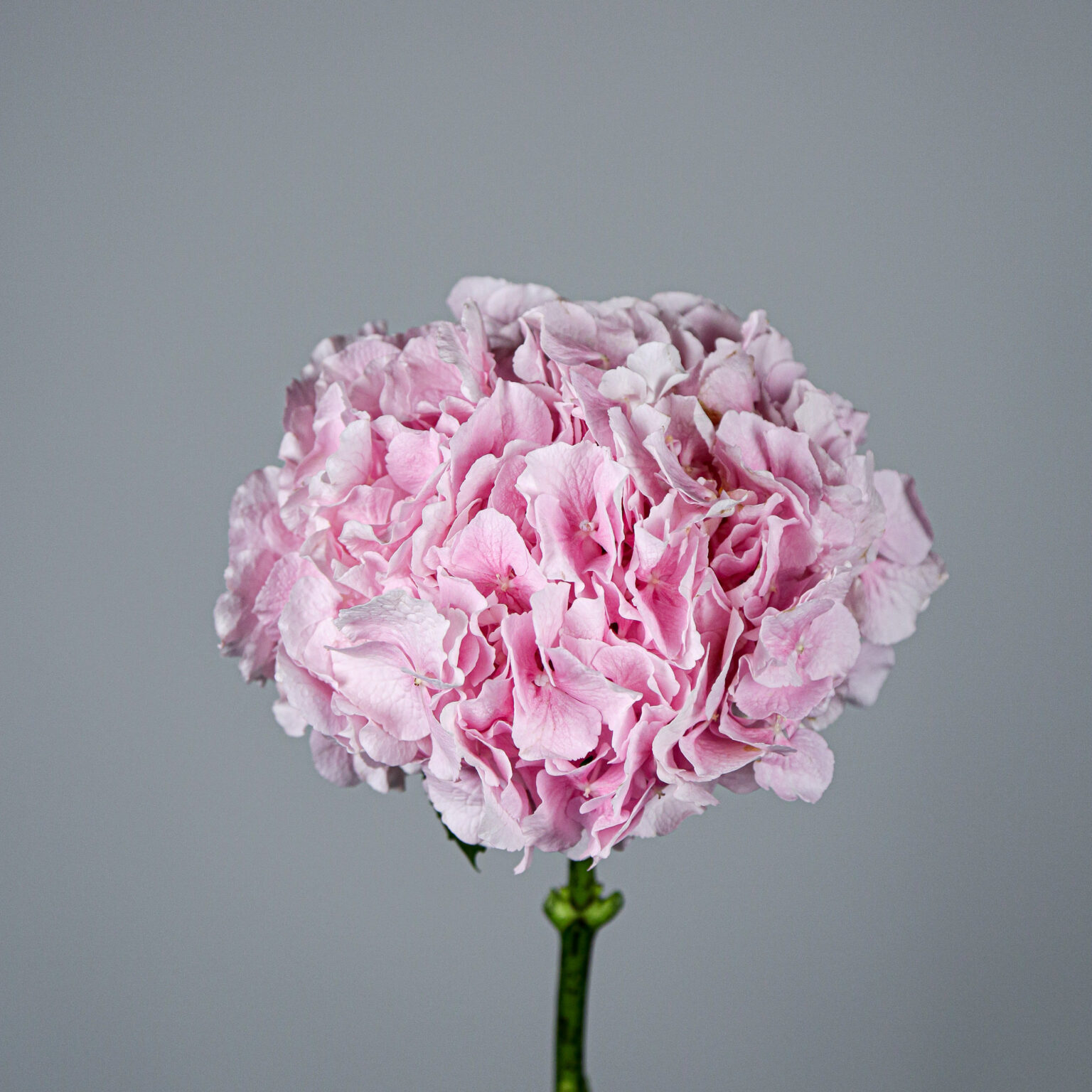 Hydrangea Verena Pink - Mayflower Studio