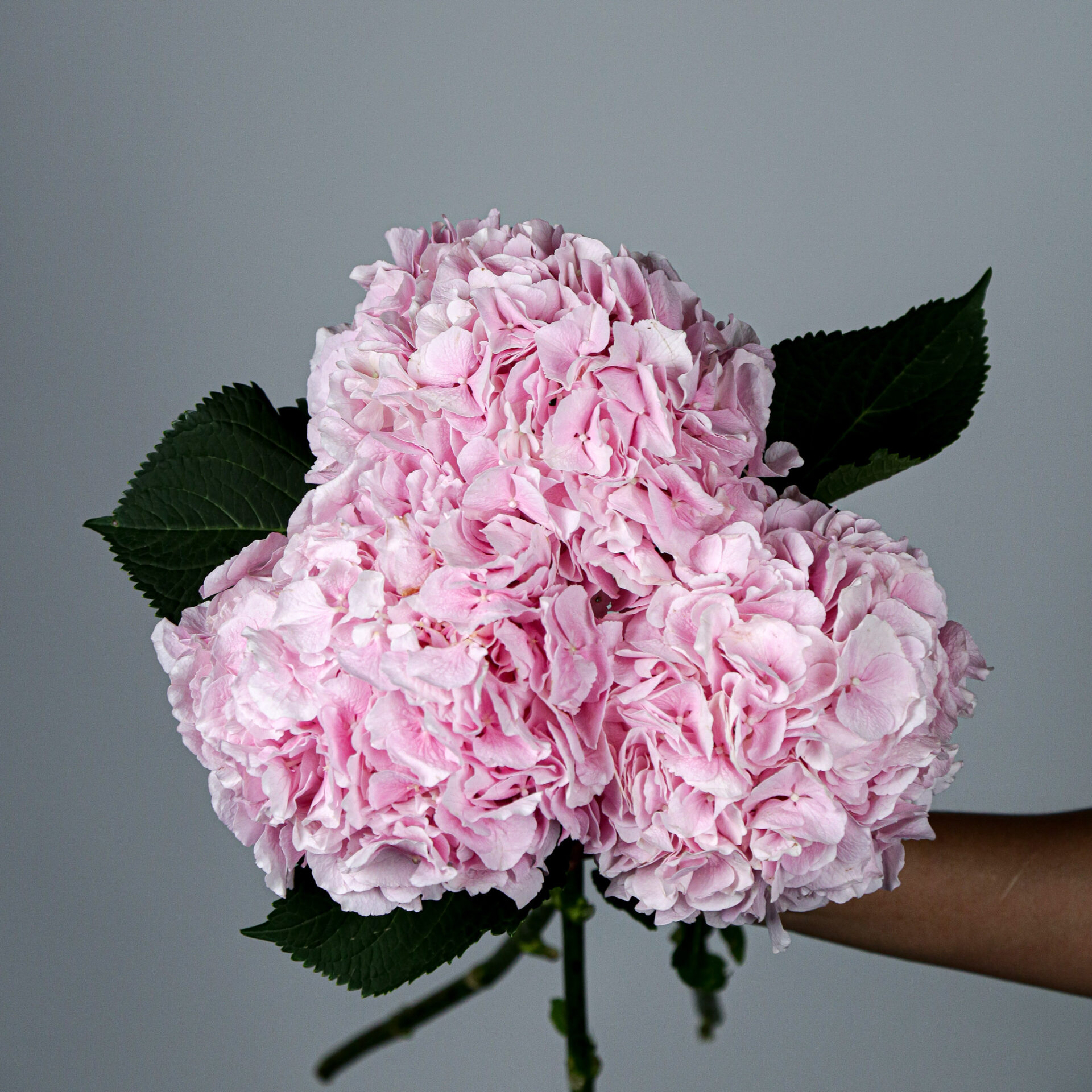 Hydrangea Verena Pink - Mayflower Studio