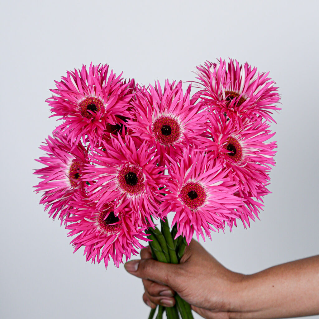 Gerbera Spider Ortega - Mayflower Studio