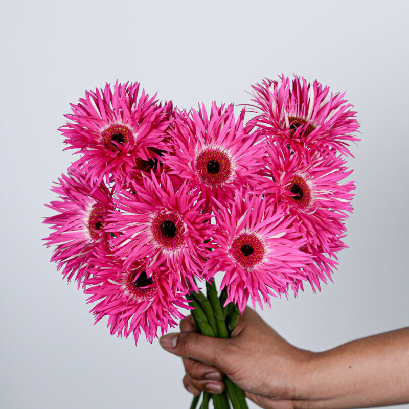 Gerbera Spider Ortega - Mayflower Studio