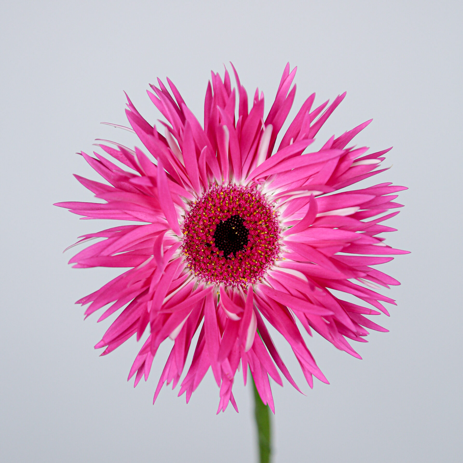 Gerbera Spider Ortega - Mayflower Studio