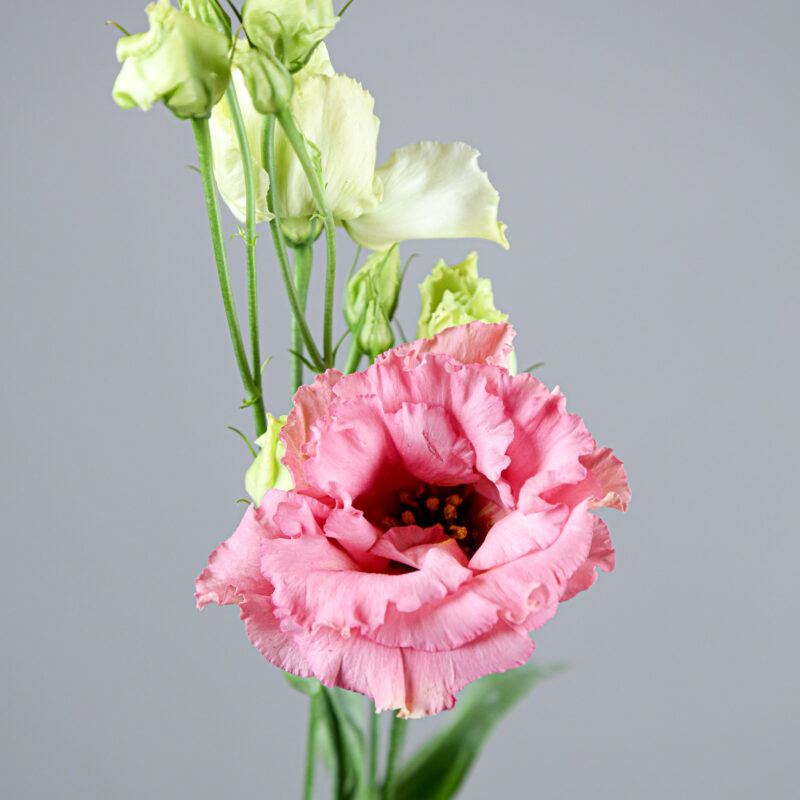 Eustoma Pink - Mayflower Studio