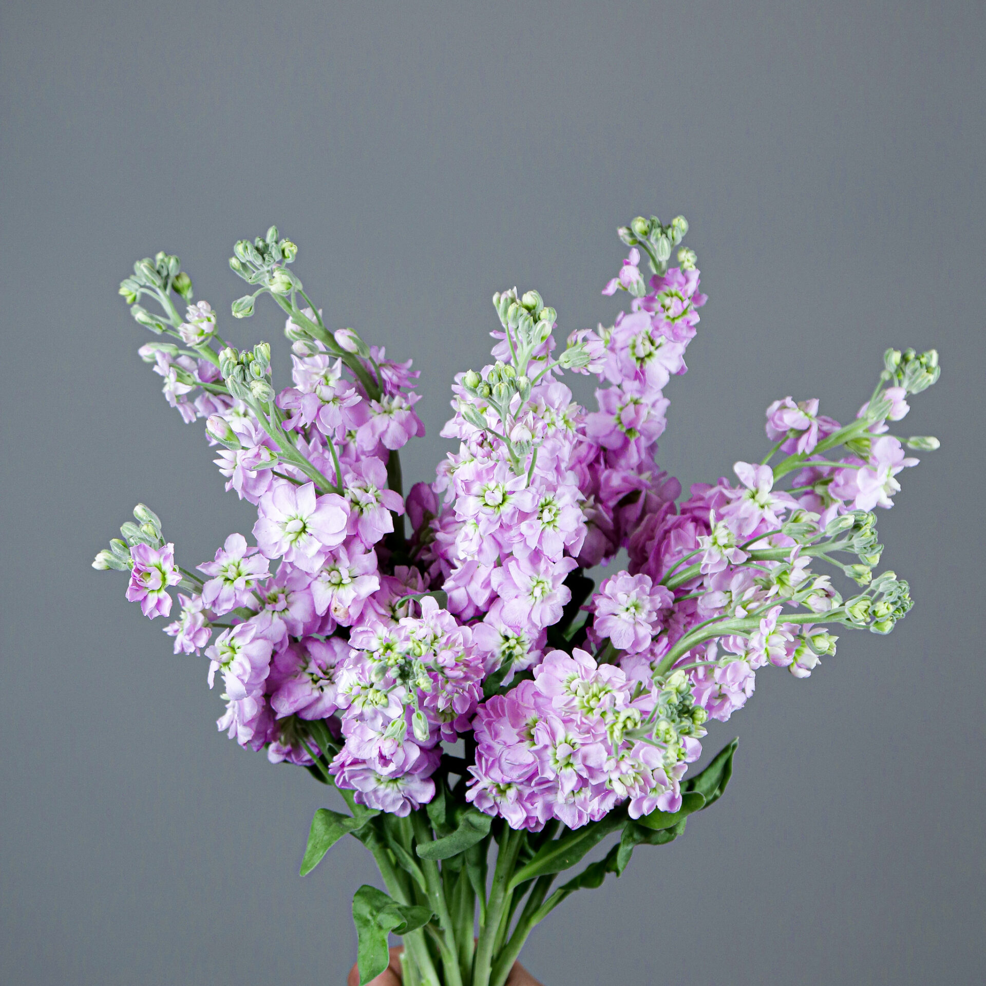 Matthiola Figaro - Mayflower Studio