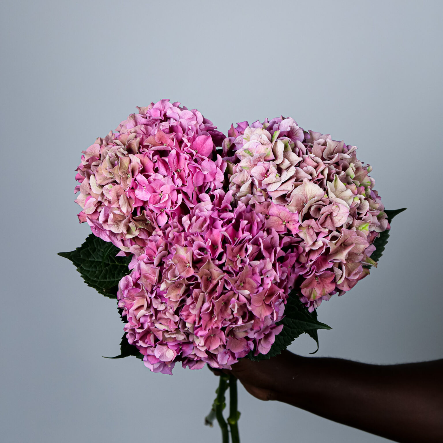 Hydrangea Classic Rodeo Fuchsia - Mayflower Studio