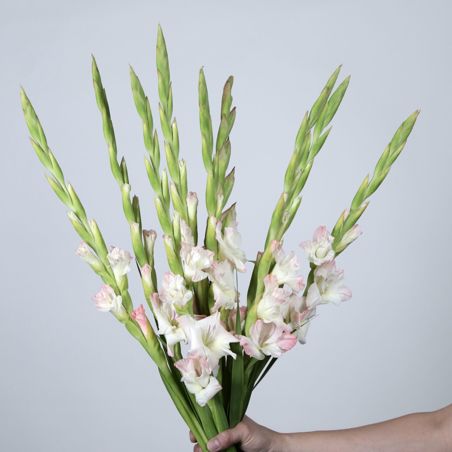 Gladiolus Large Careless - Mayflower Studio