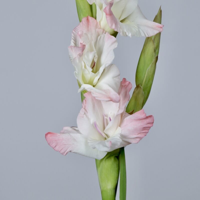 Gladiolus Large Careless - Mayflower Studio