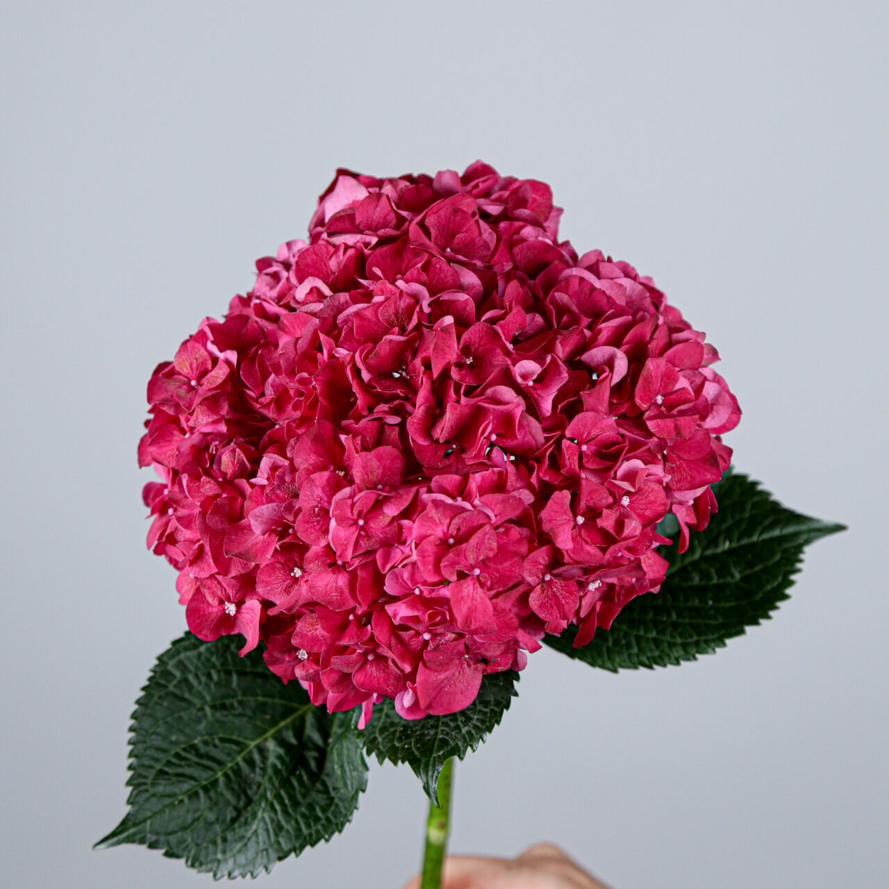 Hydrangea Magical Ruby Red - Mayflower Studio