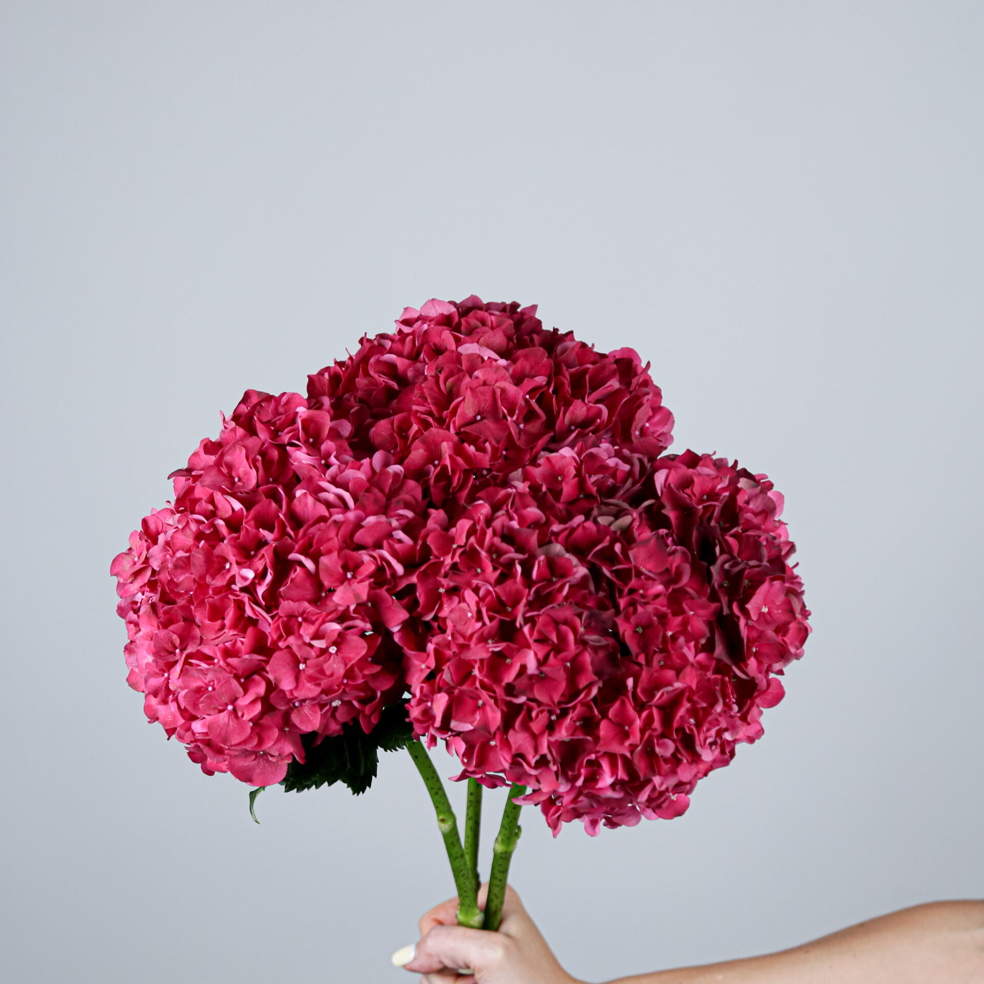 Hydrangea Magical Ruby Red - Mayflower Studio