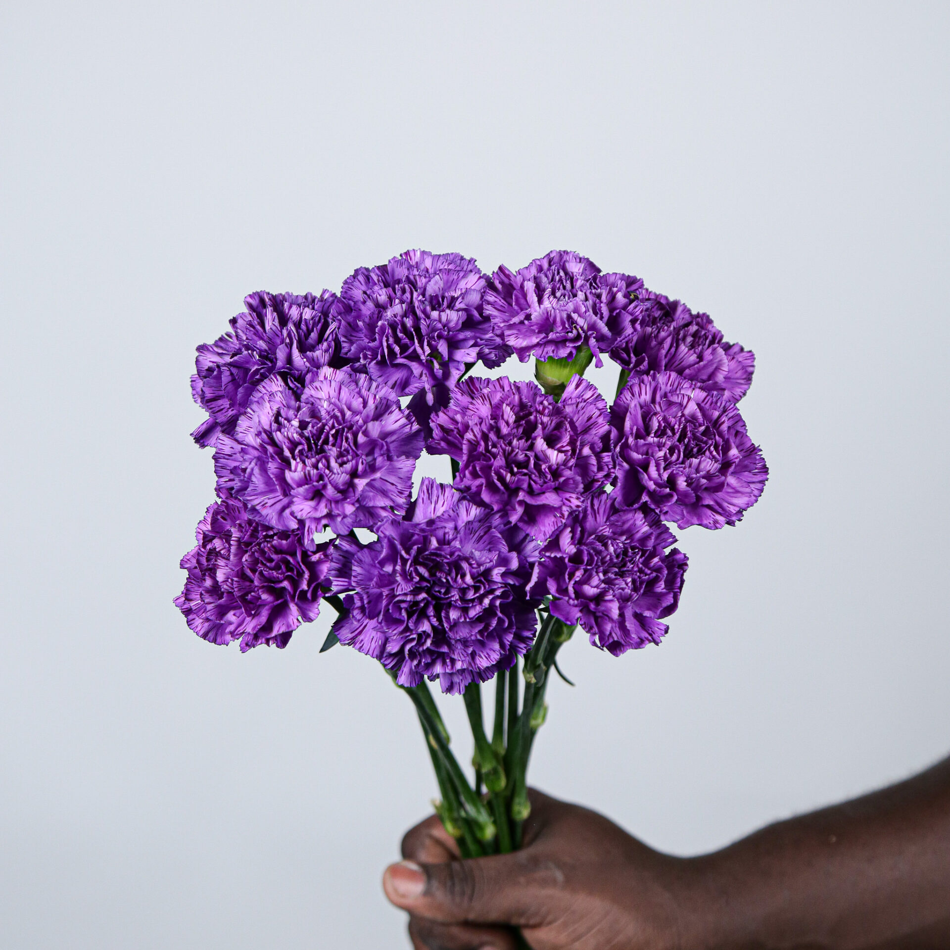 Carnation Moonstrike (Purple) - Mayflower Studio