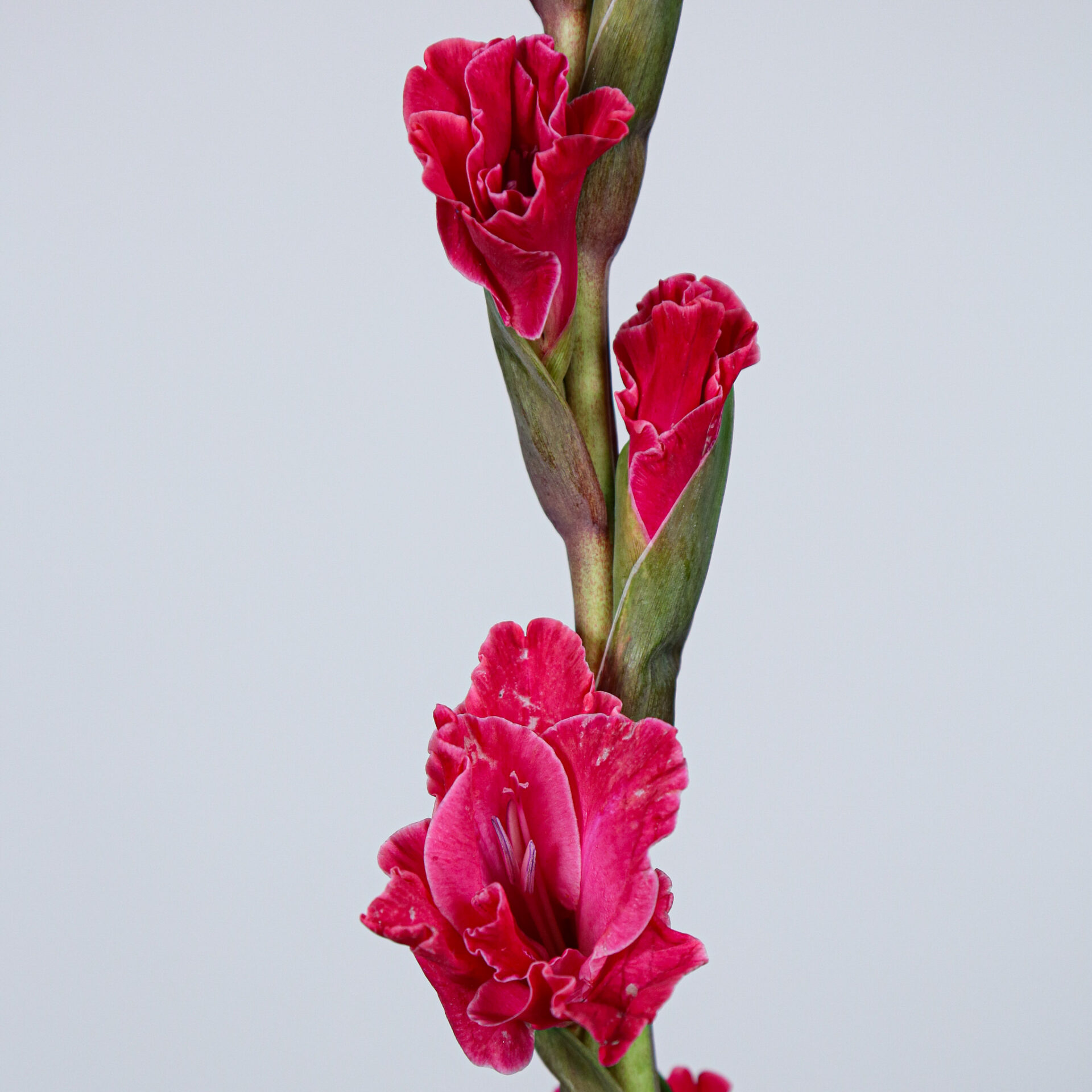 Gladiolus Large Pink - Mayflower Studio